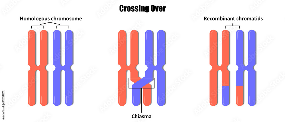 Crossing Over, Genetic recombination, Crossing over during meiosis ...