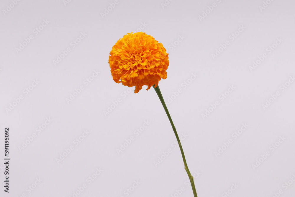 merigold isolated in white background Stock Photo | Adobe Stock