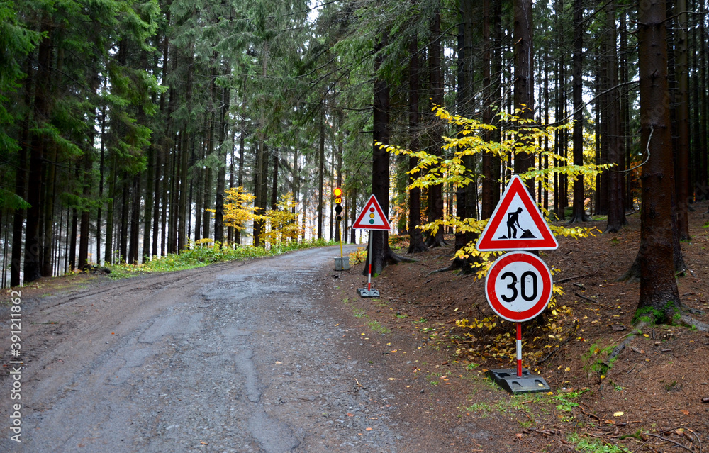 yellow leaves on some trees hold for a long time. work on a forest ...