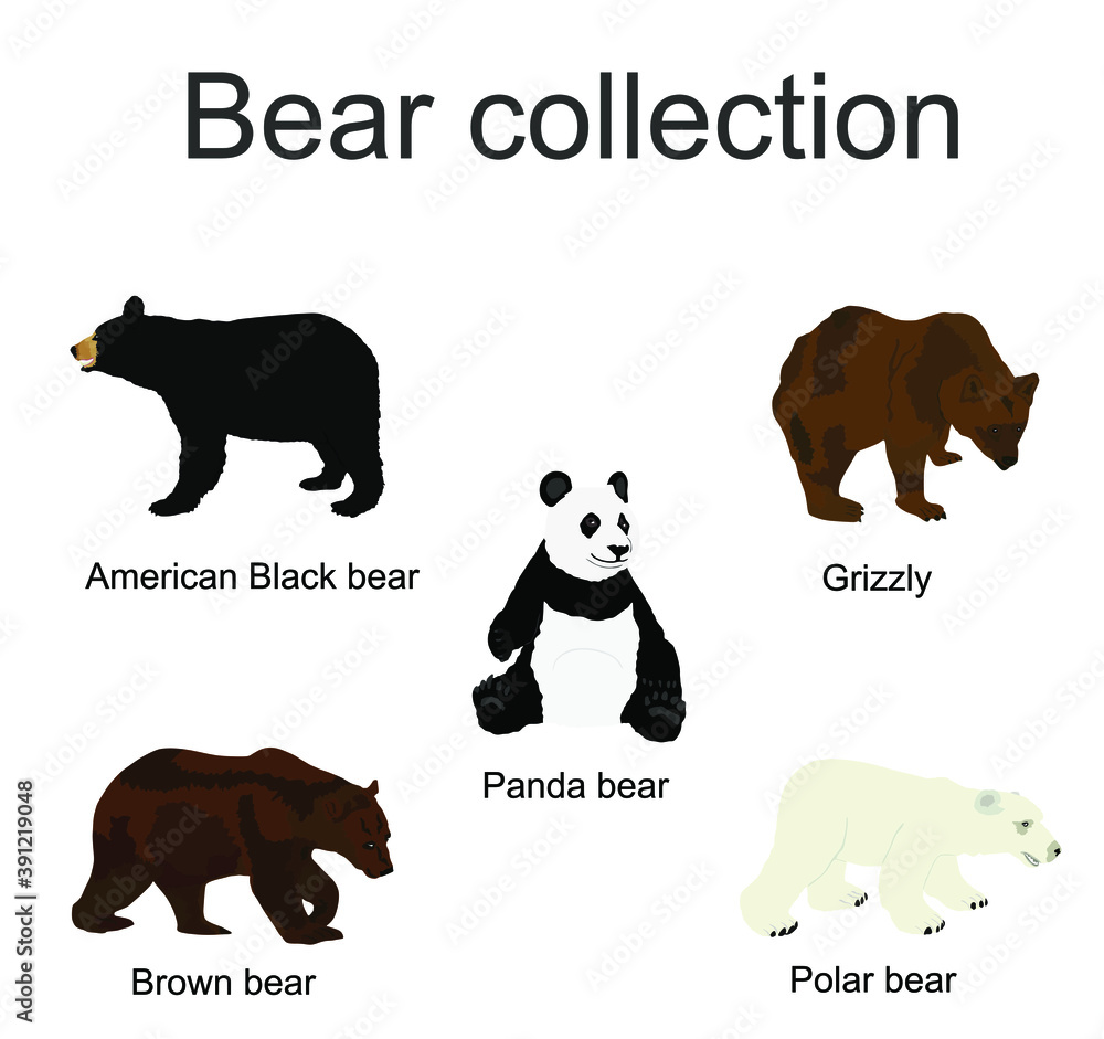 Bear species collection vector illustration isolated on white ...