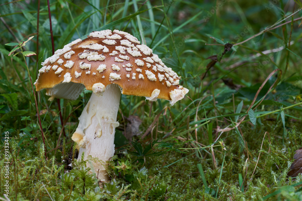 Amanita Regalis