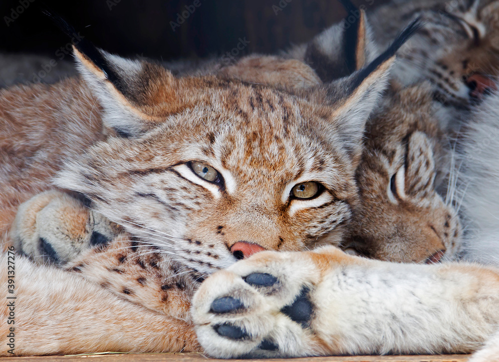 Foto Northern lynx. This is the largest of all lynxes. Paws are large ...