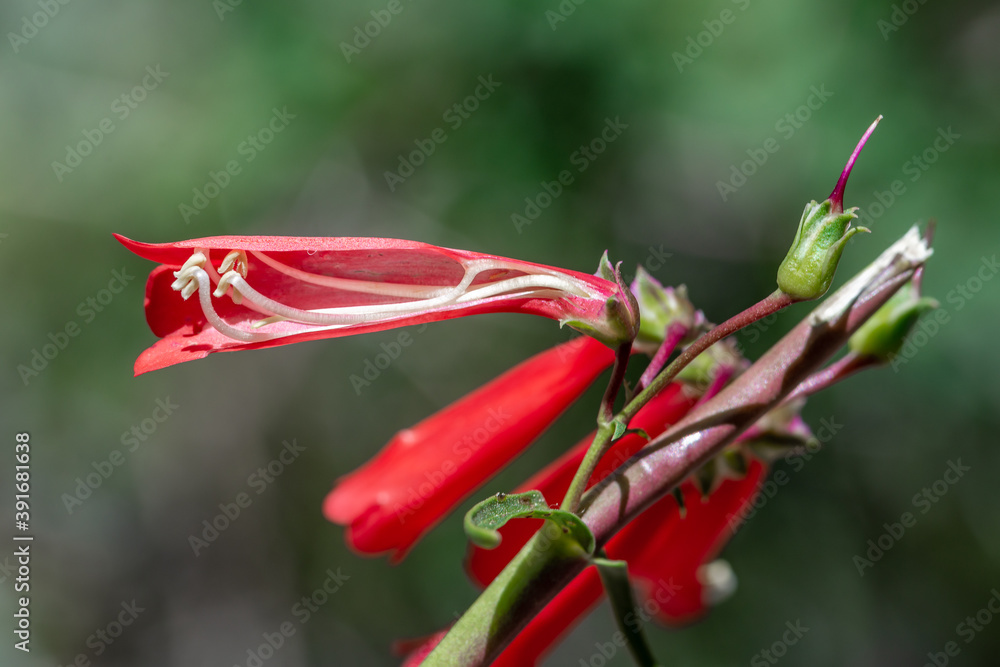 Firecracker Penstemon Cross Section of this large red flower dissected ...