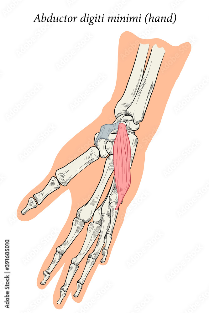 Medical illustration of the superficial muscle of the hand and is ...