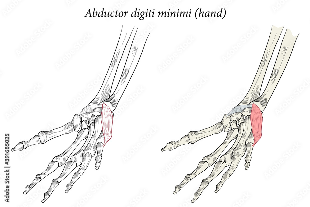Image vectorielle Stock Medical illustration of the superficial muscle ...