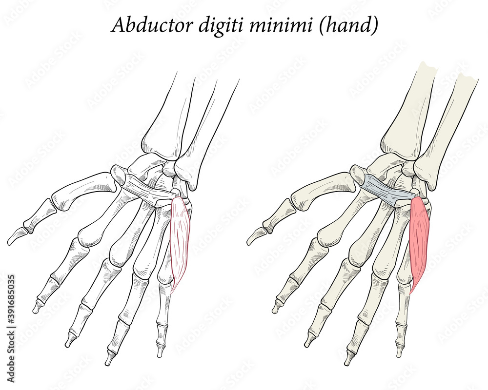 Medical illustration of the superficial muscle of the hand and is ...