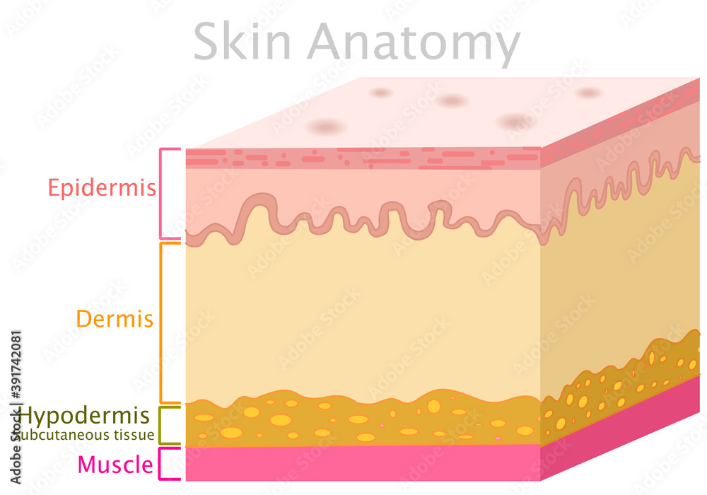 Skin anatomy. Structure parts dermis, epidermis, hypodermis ...