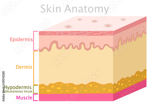 Skin anatomy. Structure parts dermis, epidermis, hypodermis ...