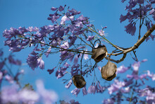 Jacaranda Seed Pods Free Stock Photo - Public Domain Pictures