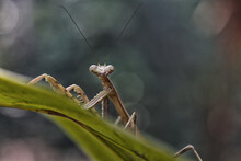 Praying Mantis Juvenile Free Stock Photo - Public Domain Pictures