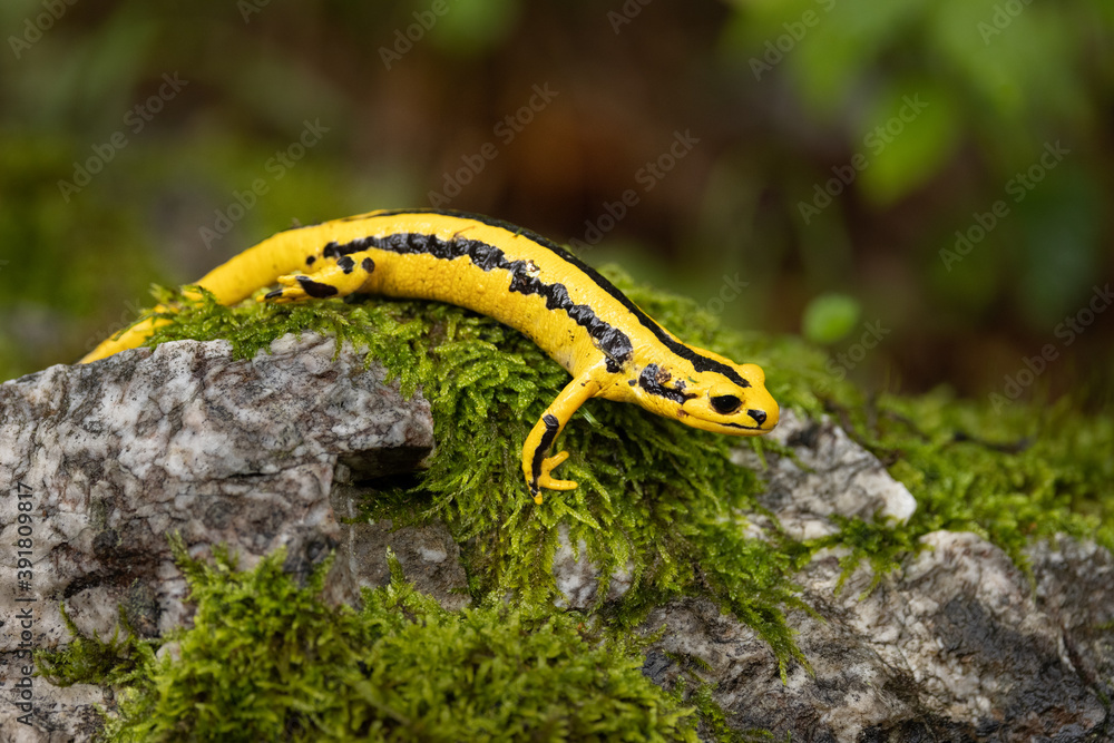 Fire salamander (Salamandra salamandra) is the best known salamander ...
