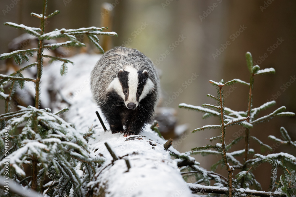 The European badger (Meles meles), also known as the Eurasian badger ...