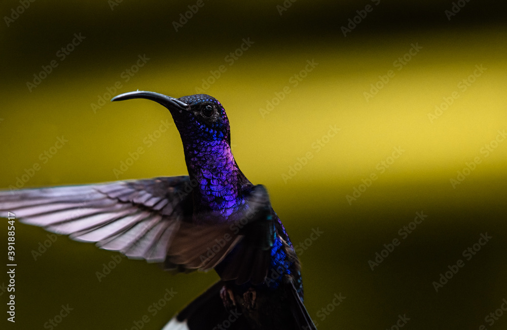 violet sabrewing, Trochilidae, flying Hummingbird, beautiful hovering ...
