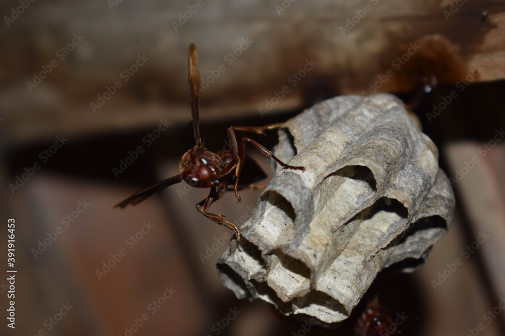 stinging wasps that make a nest in the ceiling Stock Photo | Adobe Stock