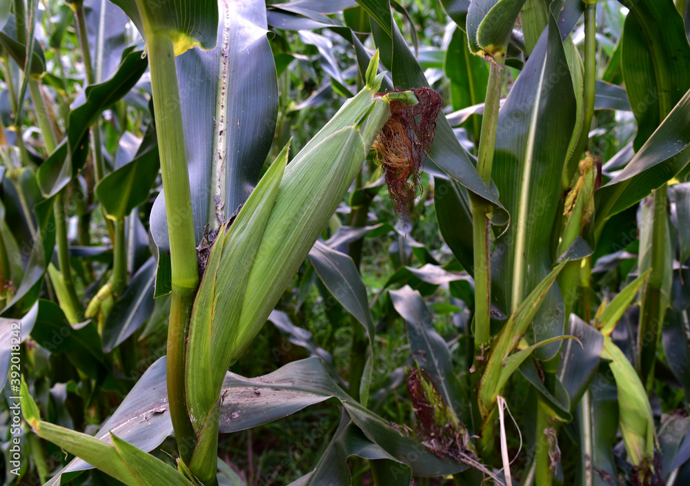 Corn on the green stalk in the corn field. Young maize or sweetcorn ...