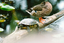 Turtle And Duck Free Stock Photo - Public Domain Pictures