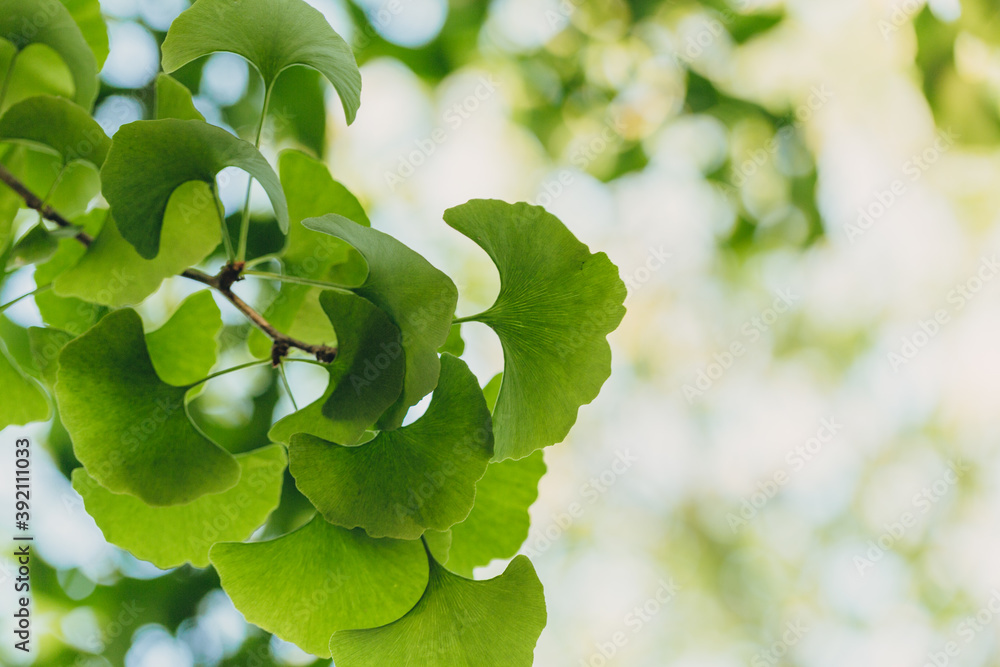 Close-up brightly wet green leaves of Ginkgo tree (Ginkgo biloba ...