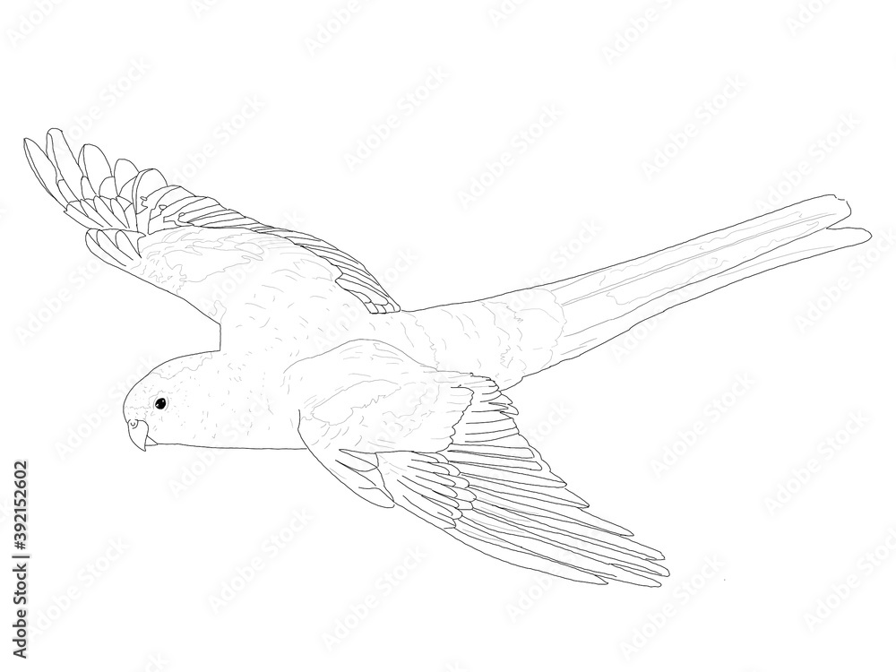 Bird Hand Drawing Lineart Stock Illustration | Adobe Stock