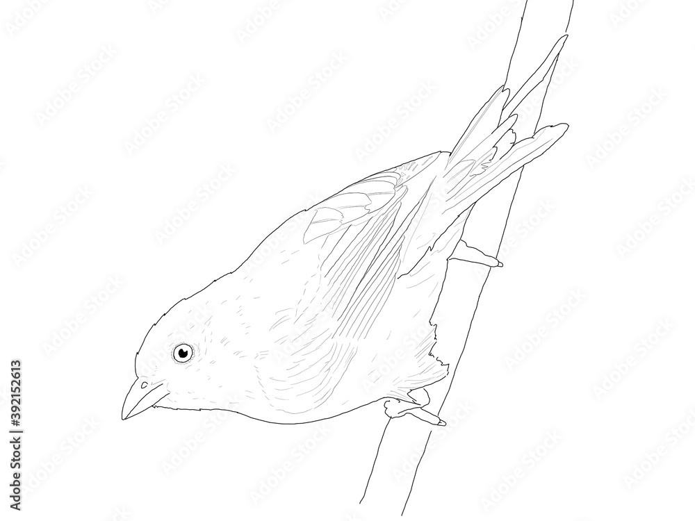 Bird Hand Drawing Lineart Stock Illustration | Adobe Stock