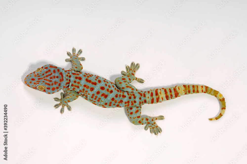 Tokay gecko / Tokeh, Tokee (Gekko gecko) Stock Photo | Adobe Stock