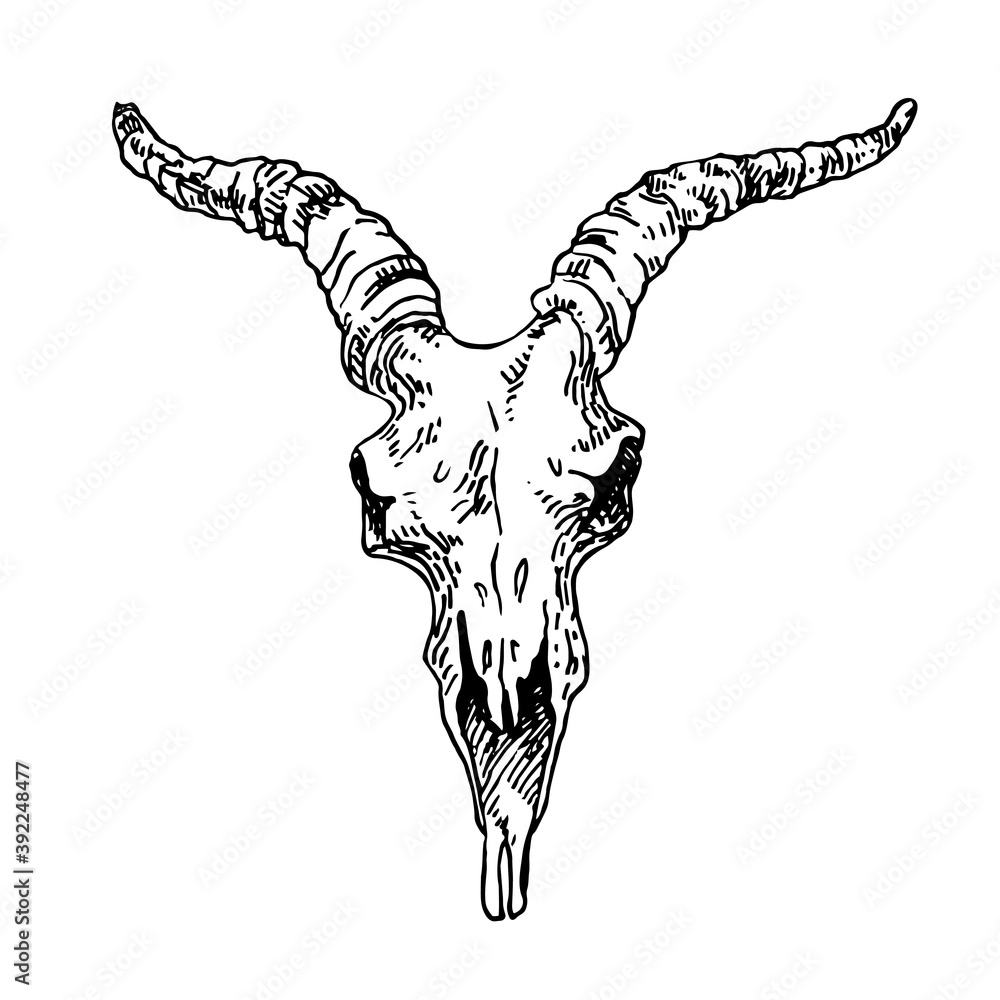 Hand drawn vector illustration of goat skull. Magical outline clipart ...