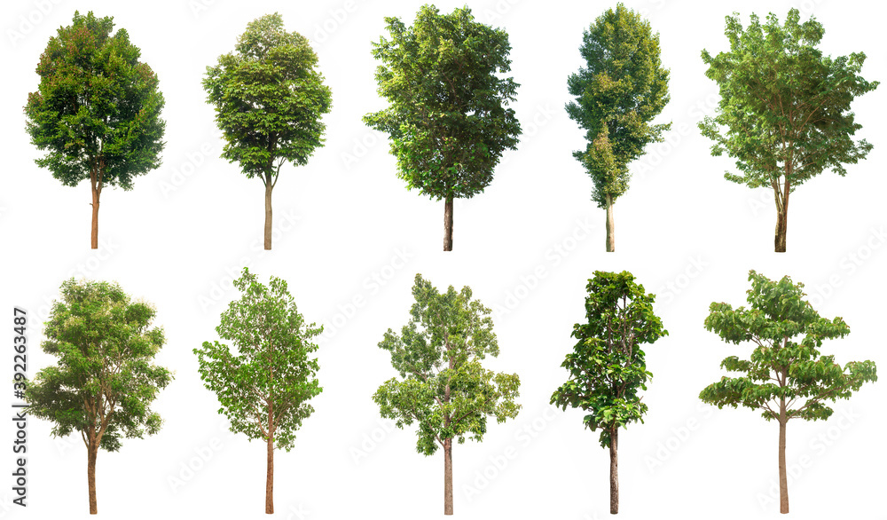 set tree tropical isolated on white background Stock Photo | Adobe Stock