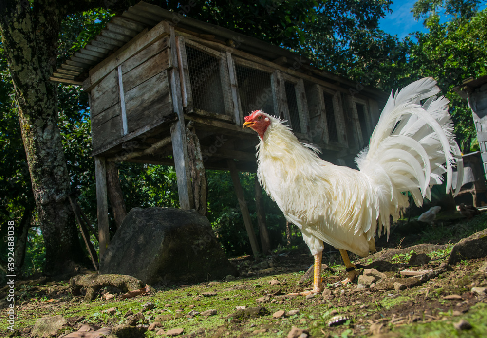 Foto de Stock Gallo de pelea con hermosos colores y vistosas plumas ...