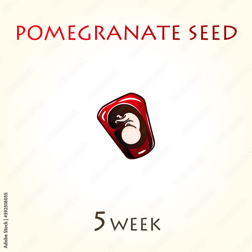 Stages of development of pregnancy, the size of the embryo for weeks ...