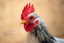 Chicken Face 3 Free Stock Photo - Public Domain Pictures