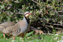 Chukar Bird In Brown Grass Free Stock Photo - Public Domain Pictures