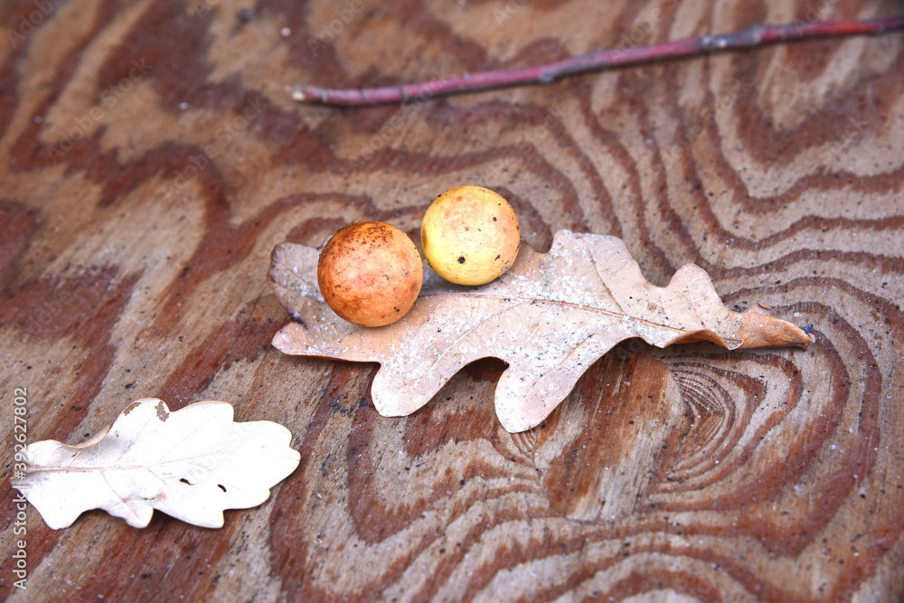 A little sphere neoplasm on oak leaf gall midge Cynips quercusfolii ...