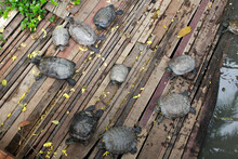 Turtle Pile Up Free Stock Photo - Public Domain Pictures