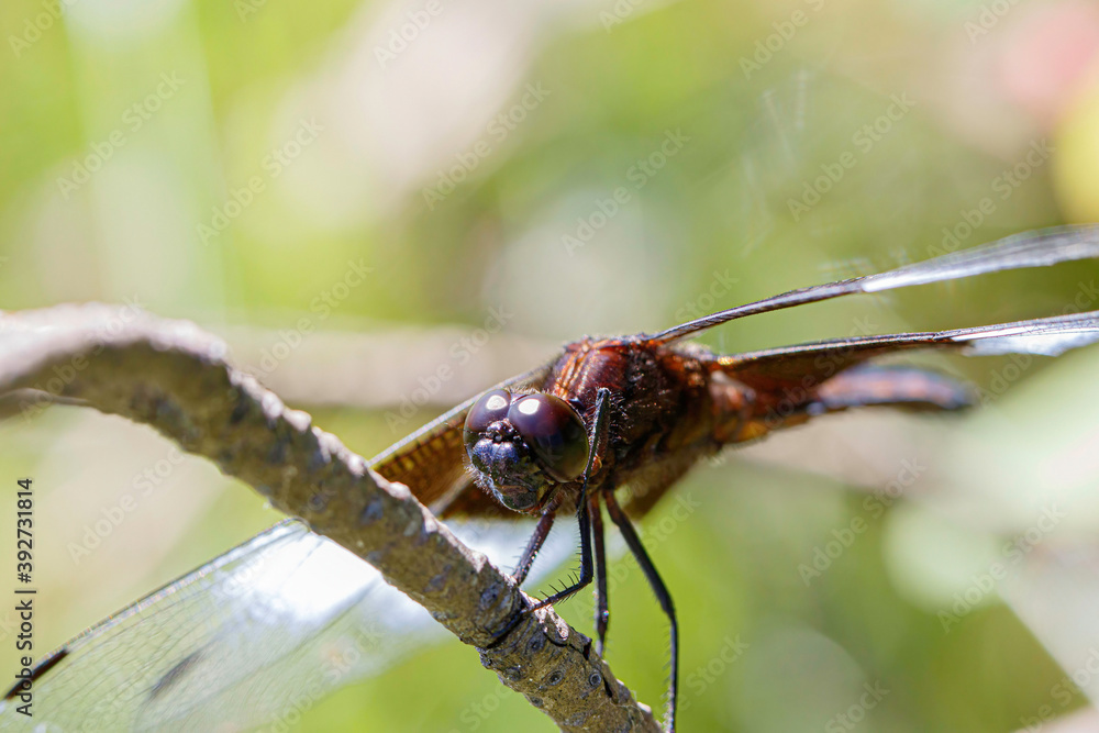 Widow Skimmer, male Stock Photo | Adobe Stock