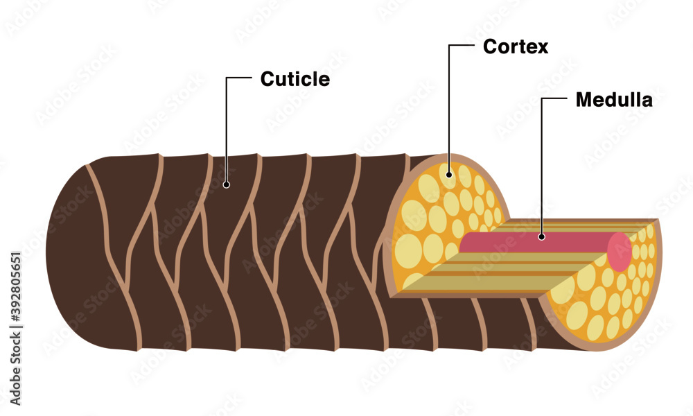 Healthy hair cross section. Cuticle, cortex, medulla. Pale colored ...