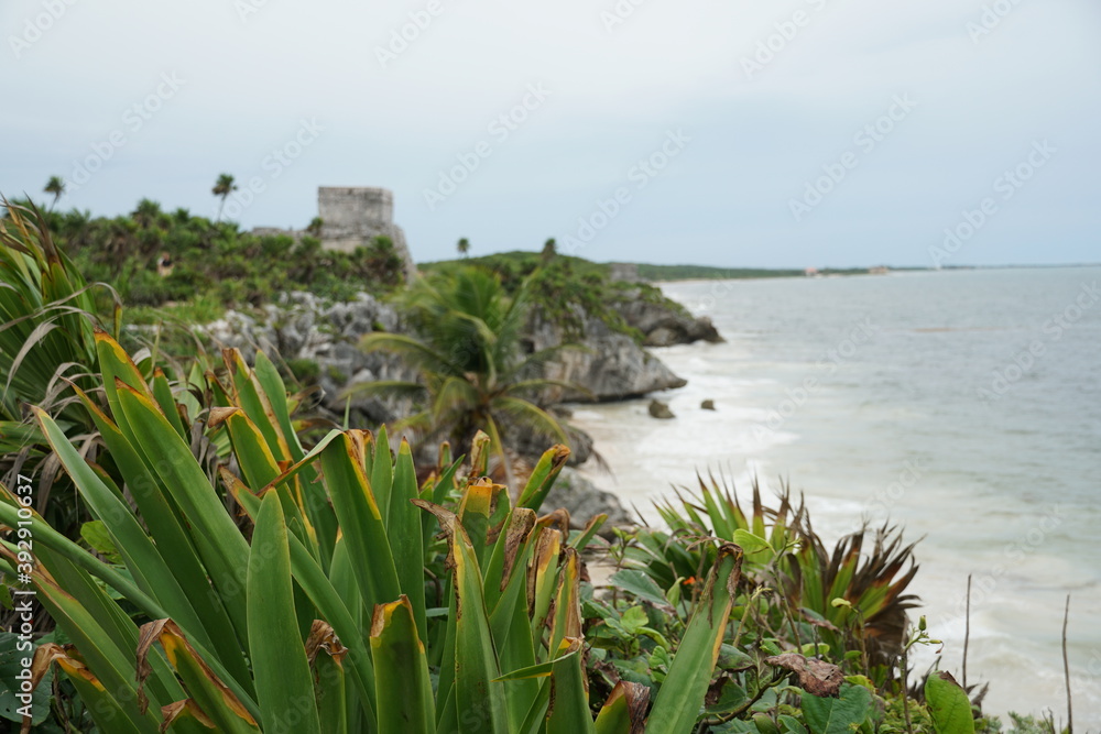 tulum, iguana, unesco, archeology, coati, buildings, nature, palms ...