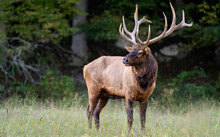 North Carolina Elk Free Stock Photo - Public Domain Pictures