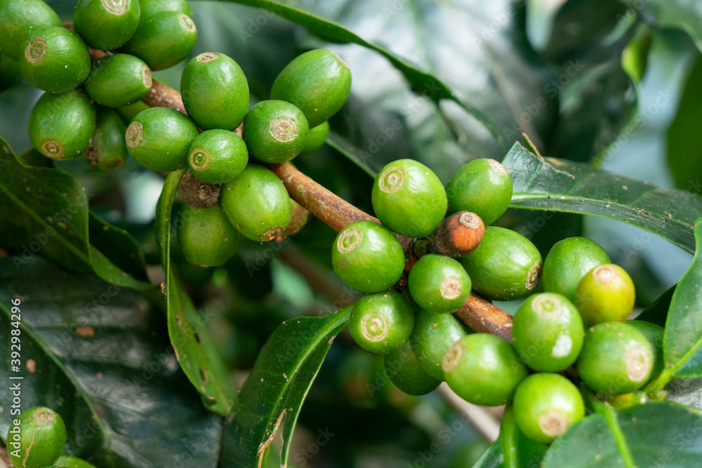 Coffea arábica, fruto verde del café en planta Stock Photo | Adobe Stock