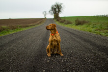 Labrador Retriever In Country Field Free Stock Photo - Public Domain ...