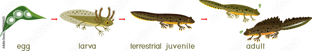 Newt life cycle. Sequence of stages of development of crested newt from ...