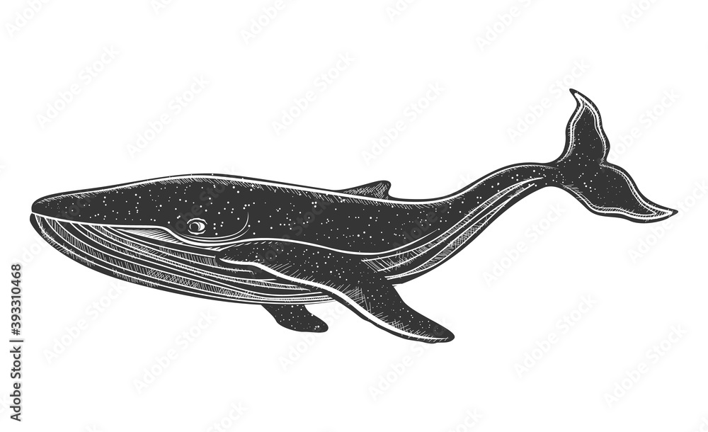 Hand drawn black and white whale. Beautiful hand drawn humpback whale ...