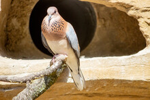 Senegal Laughing Dove Free Stock Photo - Public Domain Pictures