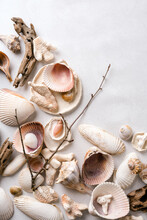 Sea Shells Free Stock Photo - Public Domain Pictures