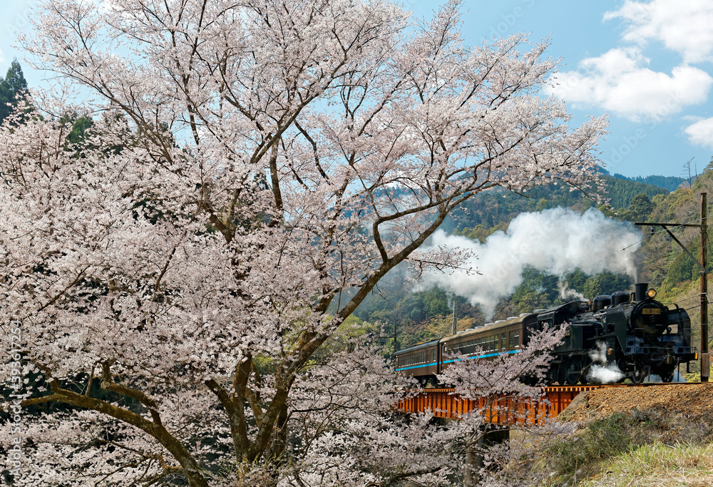 A steam locomotive traveling on a bridge by a flourishing cherry ...