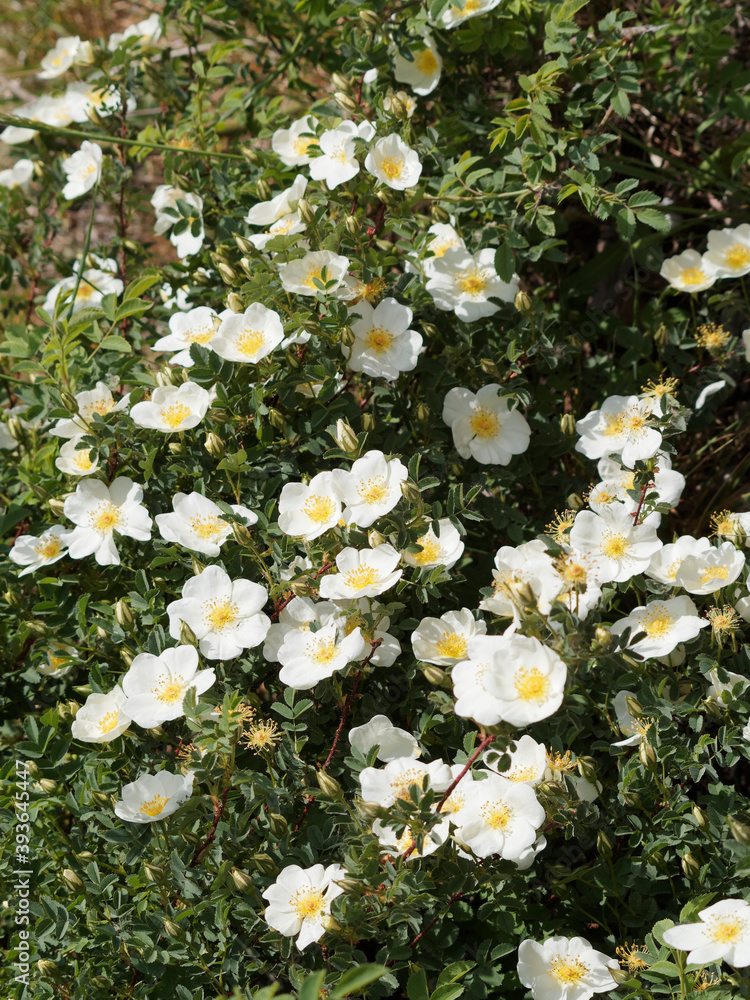 (Rosa pimpinellifolia) Bibernell-Rose oder Feldrose mit fünf Kronblätter reinweiße bis rötlich ...