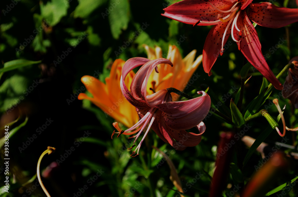 Beautiful Lily flower on green leaves background. Lilium flowers in the ...