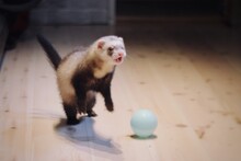 Ferret In A Ball Free Stock Photo - Public Domain Pictures