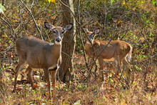 Yearling Fawn With Doe Free Stock Photo - Public Domain Pictures