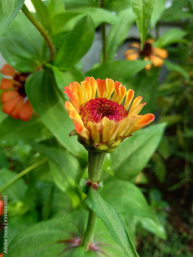 Impatiens balsamina (balsam, garden balsam, rose balsam, touch me not ...