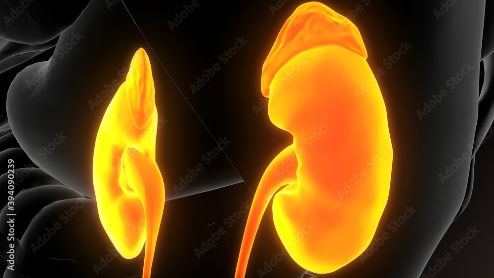 3d illustration of human urinary system kidneys anatomy Stock ...