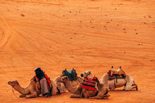 Camel Train Desert Sunset Free Stock Photo - Public Domain Pictures